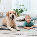 tot (【Noun】a very young child ) Meaning, Usage, and Readings | Engoo Words