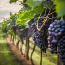 vineyard (【Noun】a piece of land where grapes are grown, typically to be ...