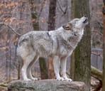 howl (【Verb】to produce a long, loud cry ) Meaning, Usage, and Readings ...