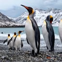 Animal Lovers Flock to 'Reality Show' with Birds | Engoo Daily News