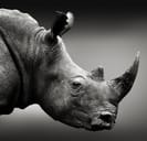 poach (【Verb】to illegally hunt or catch animals ) Meaning, Usage, and ...