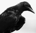 Birds and Their Stories | Engoo Daily News