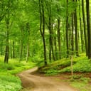 path (【Noun】a way or track, especially one used for walking ) Meaning ...