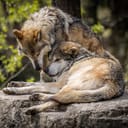 mating (【Noun】the action of animals coming together to produce young ...