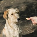 San Francisco Launches Driverless Bus, Taxis | Engoo Daily News