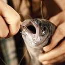 You'll Be 'Hooked' on These Fishing Expressions | Engoo Daily News