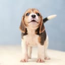 tiny (【Adjective】very small ) Meaning, Usage, and Readings | Engoo Words