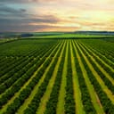 scatter (【Verb】to happen or be found at intervals rather than in groups ...