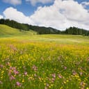 meadow (【Noun】an area of land mostly covered with grass ) Meaning ...