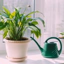 nourishment (【Noun】the food necessary for the growth and health of a ...