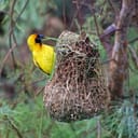 nest (【Noun】a bowl-shaped structure that birds make to keep their eggs ...