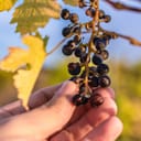 grapevine (【Noun】a climbing plant that produces grapes for eating or ...