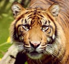 furious (【Adjective】extremely angry ) Meaning, Usage, and Readings ...