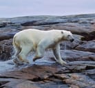 inhabit (【Verb】to live somewhere ) Meaning, Usage, and Readings | Engoo ...