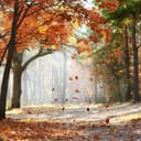 shed (【Verb】to lose a covering, such as leaves, hair, or skin ) Meaning ...