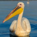 beak (【Noun】the hard, pointed part of a bird's mouth ) Meaning, Usage ...