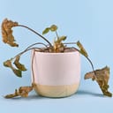 droop (【Verb】to bend or hang down ) Meaning, Usage, and Readings ...