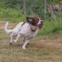 instinct (【Noun】a natural behavior pattern in animals that happens in ...