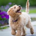 wag (【Verb】(of an animal's tail) to move or cause to move quickly from ...