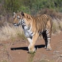 fend (【Verb】to care for oneself without help from others ) Meaning ...