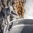 tap (【Verb】to make liquid flow through the tap or spout of a container ...