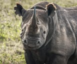 elusive (【Adjective】difficult to get, find, etc. ) Meaning, Usage, and ...