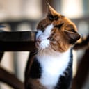 rub (【Verb】to move something repeatedly over a surface while pressing ...