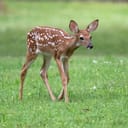 fawn (【Noun】a deer younger than one year old ) Meaning, Usage, and ...