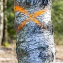 Japanese Scientists Make New Sake Drink from Trees | Engoo 每日新聞