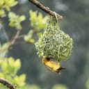 offspring (【Noun】a child or baby of a person or animal ) Meaning, Usage ...