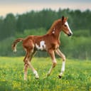 foal (【Noun】a young horse, donkey, or similar animal ) Meaning, Usage ...