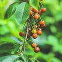 ripen (【Verb】(of fruit or grain) to become fully developed and ready to ...