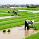 paddy (【Noun】a field where rice is grown ) Meaning, Usage, and Readings ...
