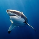 predator (【Noun】an animal that kills other animals for food ) Meaning ...