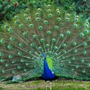 flaunt (【Verb】to show something off, usually to get admiration or show ...