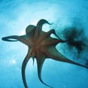 What Are You Laughing At? The Science of Tickling | Engoo Daily News