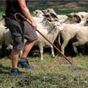 shepherd (【Noun】someone whose job involves looking after sheep ...