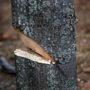 notch (【Noun】an indentation or cut on the edge or surface of something ...