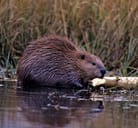 beaver (【Noun】) Meaning, Usage, and Readings | Engoo Words