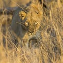 prowl (【Verb】to move slowly and carefully, especially in search of prey ...