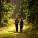 forest (【Noun】an area covered with trees ) Meaning, Usage, and Readings ...