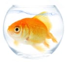 innocuous (【Adjective】safe and not causing harm or offense ) Meaning ...