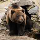 hibernation (【Noun】a deep sleep-like state that some animals go into ...