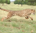 cheetah (【Noun】) Meaning, Usage, and Readings | Engoo Words