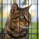 trap (【Verb】to catch an animal using a device designed to hold it ...