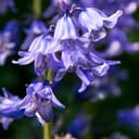 bloom (【Verb】to produce flowers ) Meaning, Usage, and Readings | Engoo ...