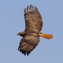 bird of prey (【คำนาม】นกล่าเหยื่อ, นกนักล่า ) ความหมาย, วิธีใช้ และวิธี ...