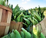 bushel (【Noun】a unit of measurement used mainly for dry goods, equal to ...