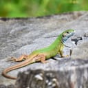 zip (【Verb】move very quickly ) Meaning, Usage, and Readings | Engoo Words