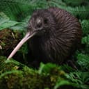 flightless (【Noun】(of a bird or insect) not able to fly ) Meaning ...